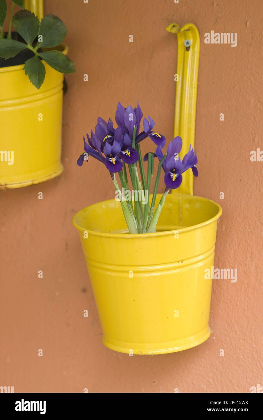 Iris reticulata container hi-res stock photography and images - Alamy
