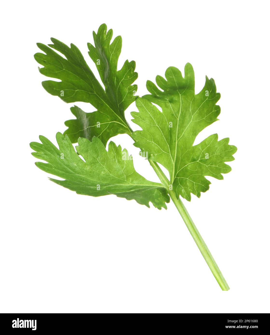 Fresh green coriander leaves isolated on white Stock Photo - Alamy