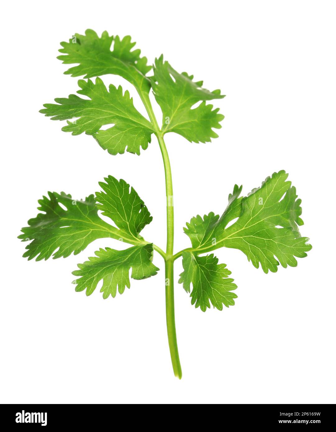 Fresh green coriander leaves isolated on white Stock Photo - Alamy
