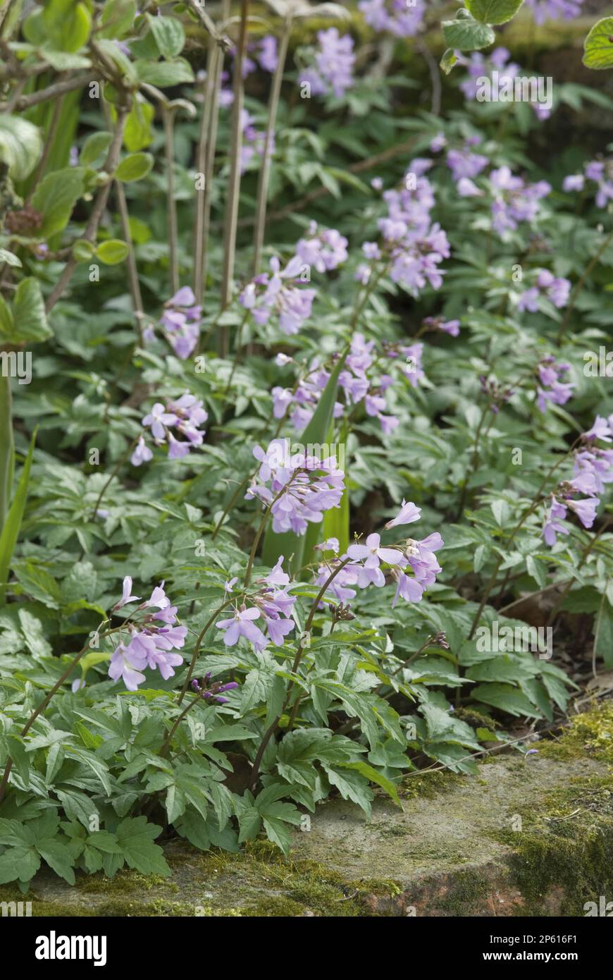 Delicate border hi-res stock photography and images - Alamy