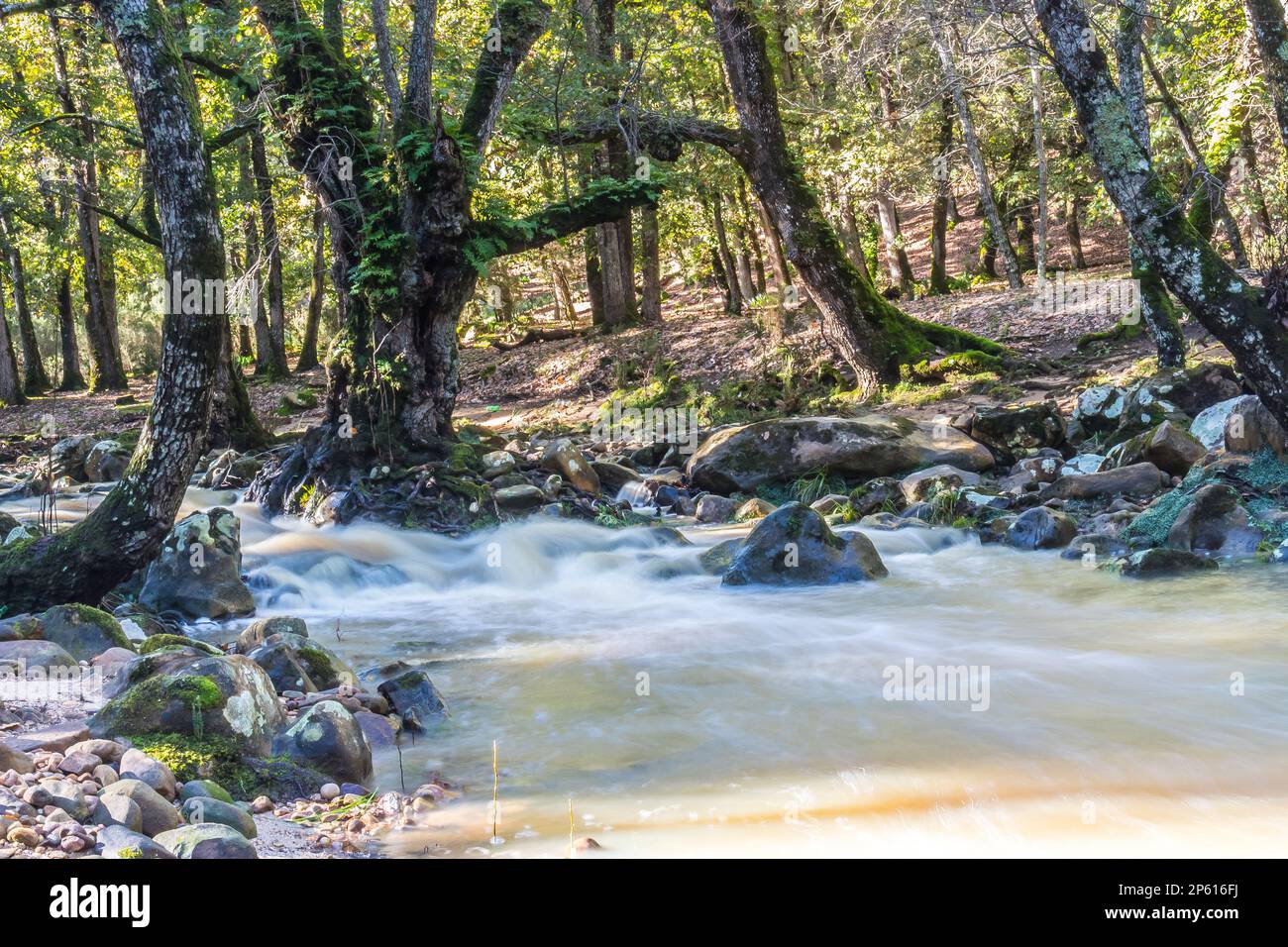 Mountain river in the forest. Mountain river in the forest, Tunisian ...