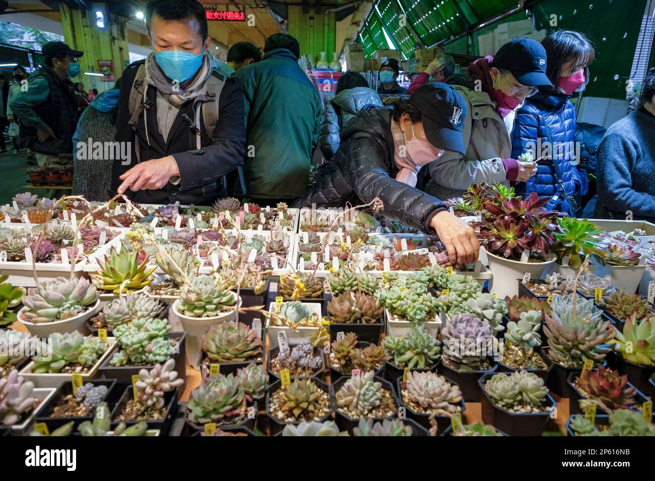 Taipei, Taiwan - February 25, 2023: People buying cactus at the Jianguo ...