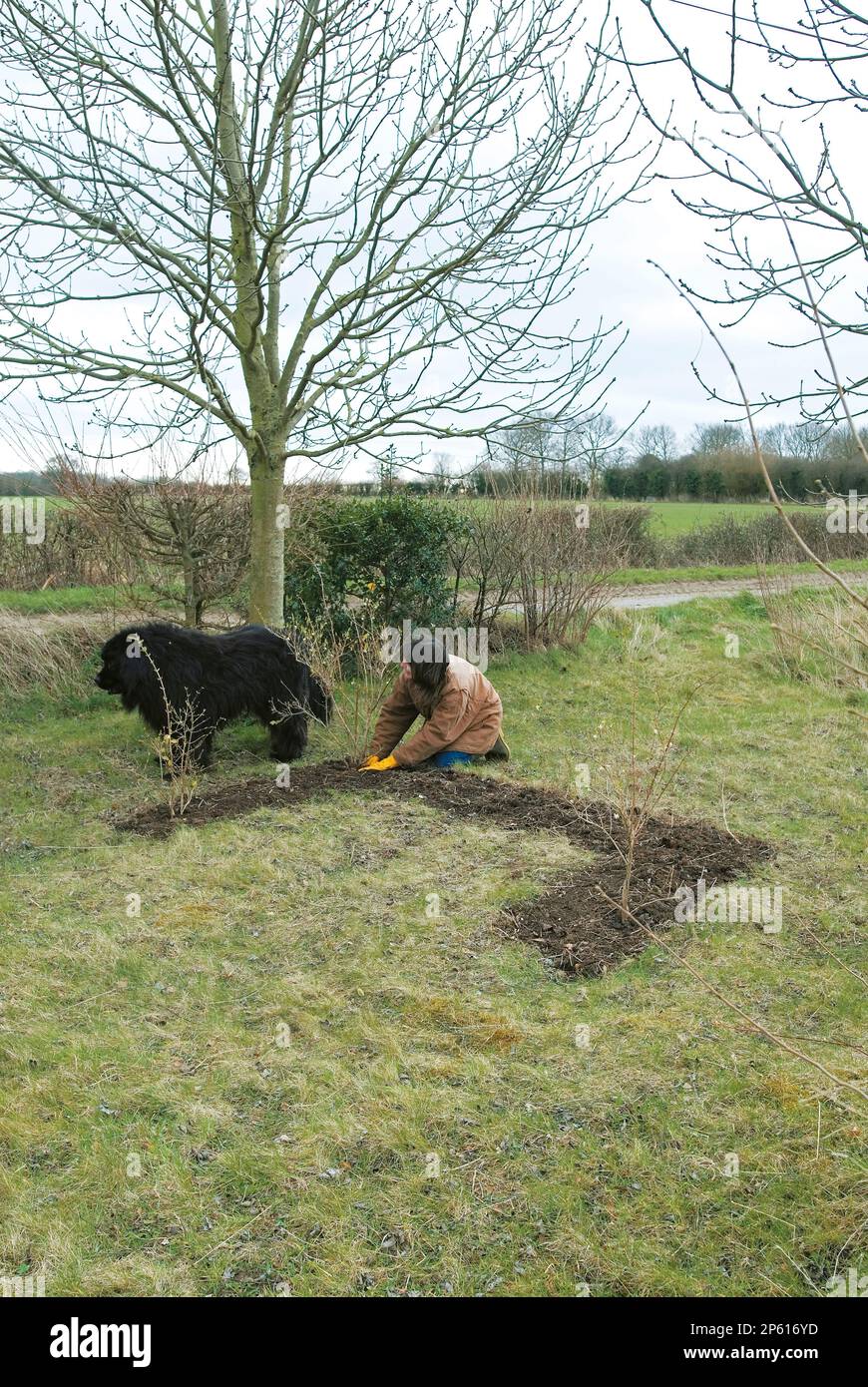 Mark out the willow arbour area and dig a trench. Willow arbour step ...