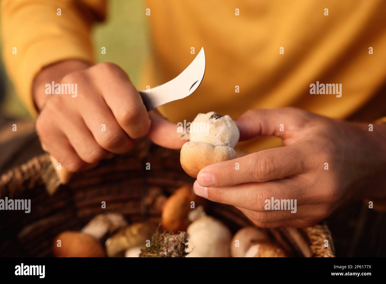 Cutting preparing edible mushroom fungi hi-res stock photography and ...