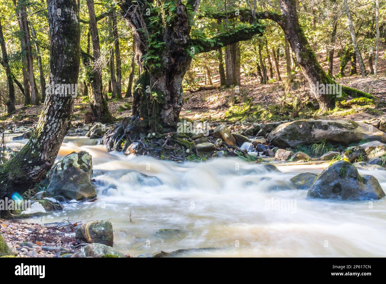 Mountain river in the forest. Mountain river in the forest, Tunisian ...