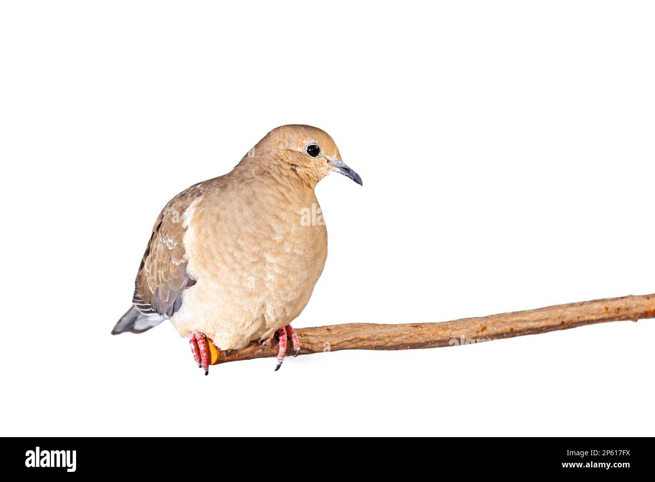 Mourning dove loves down the length of a branch, white background Stock ...