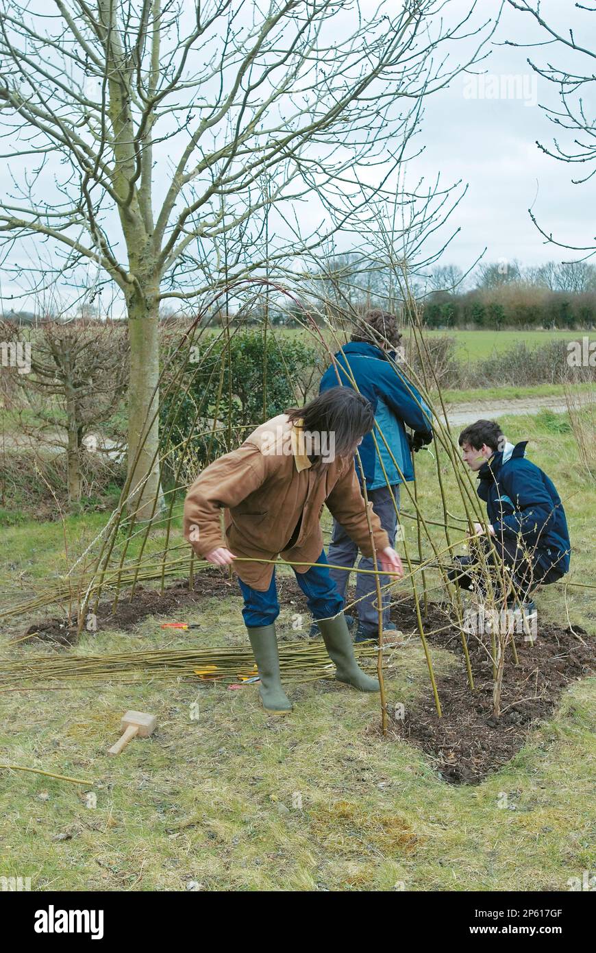 constructing a garden willow arbour weaving in willow stems project 8 ...