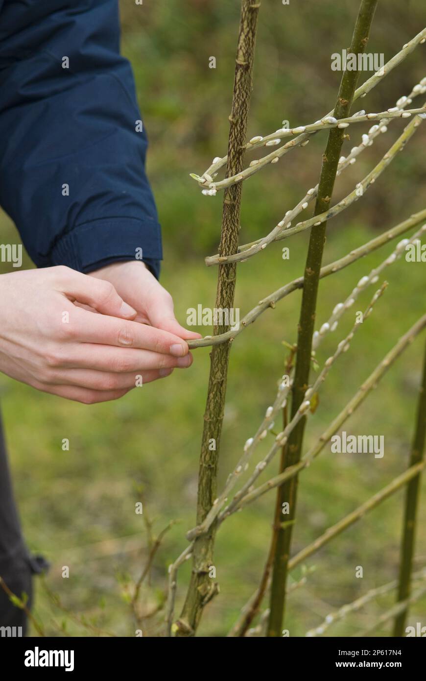 Bend the willow stems gently around the edge of the arbour and tie back ...