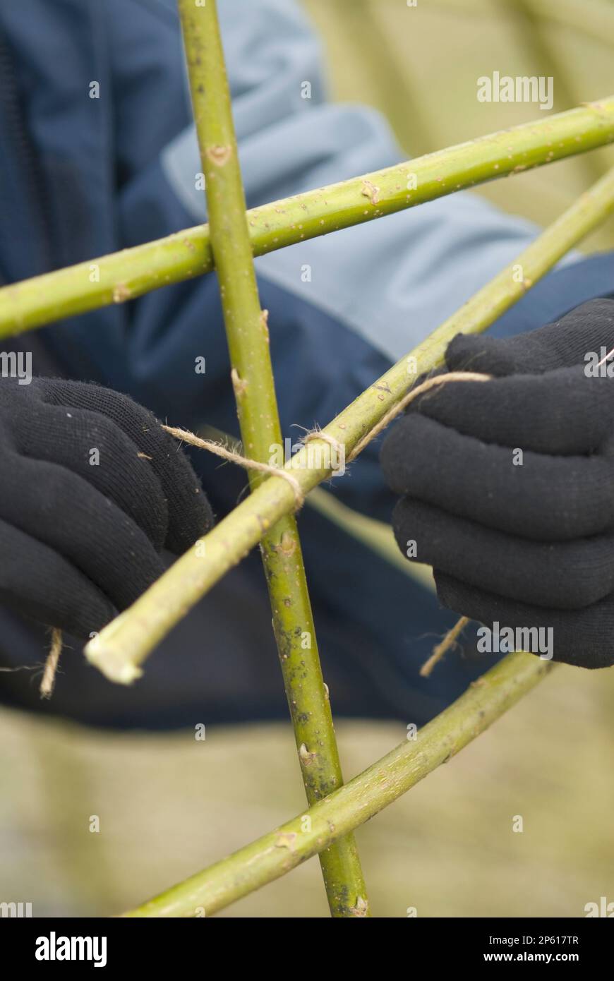 Tie the horizontal stems around the vertical stems to strengthen the ...