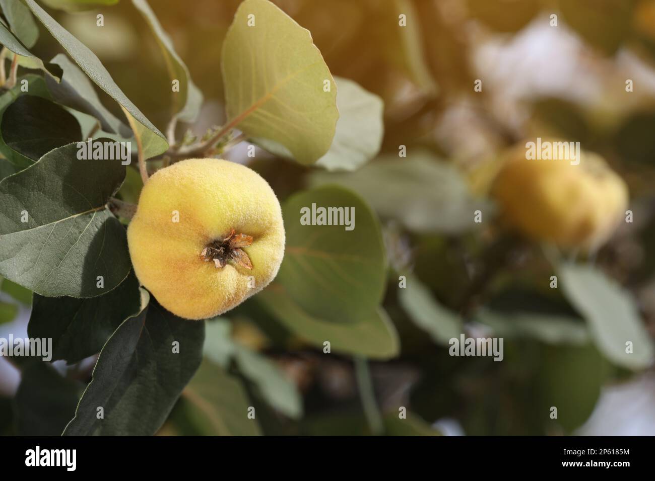 Closeup view of quince tree with ripening fruit outdoors Stock Photo ...