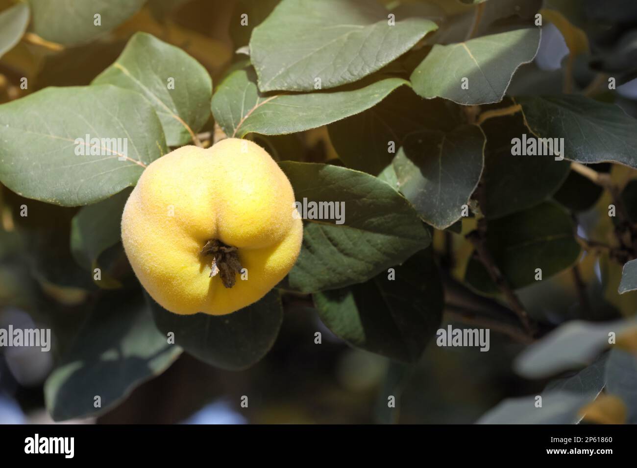 Unripe raw quince hi-res stock photography and images - Alamy