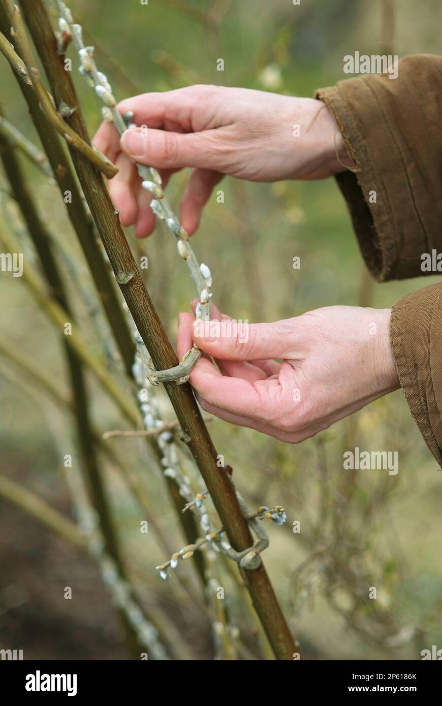Bend the willow stems gently around the edge of the arbour and tie back ...