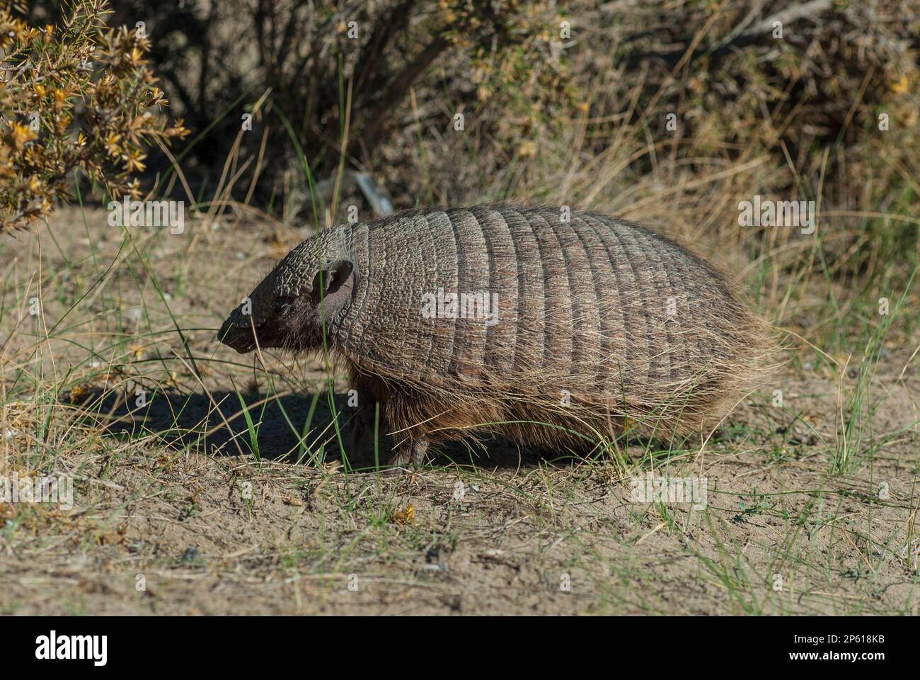 Armadillo in desert environment, Patagonia, Argentina Stock Photo - Alamy
