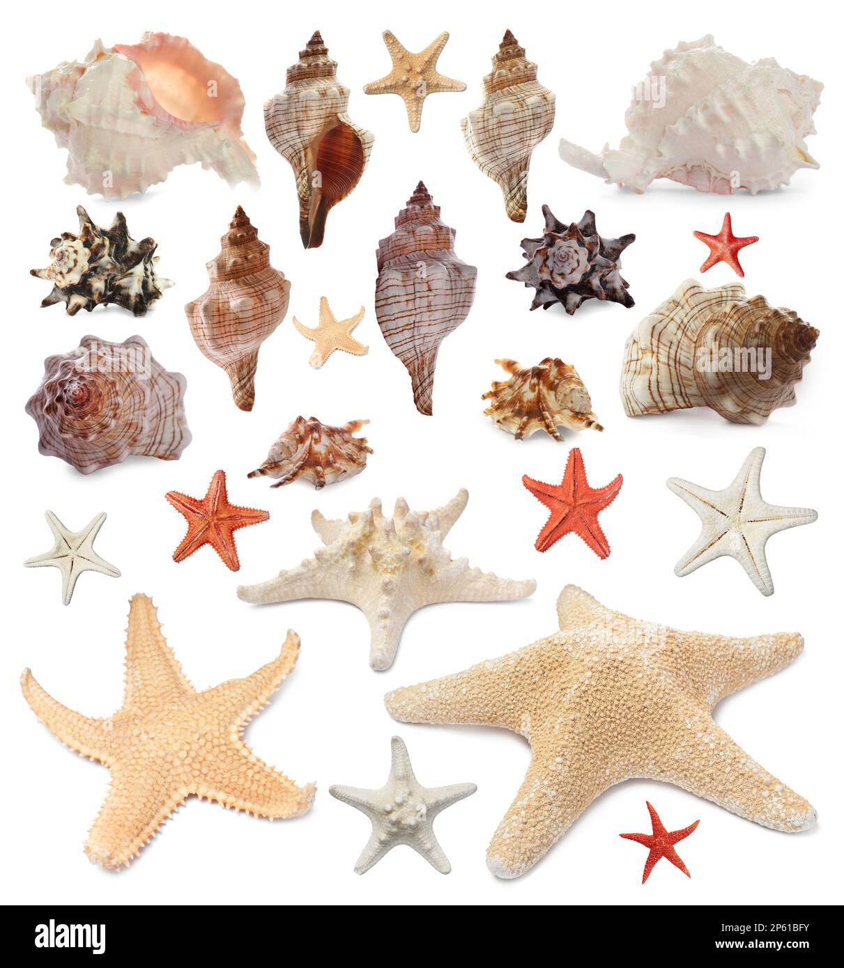 Collection of different beautiful sea stars and shells on white ...