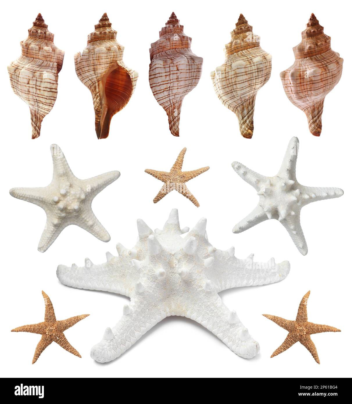 Collection of different beautiful sea stars and shells on white ...