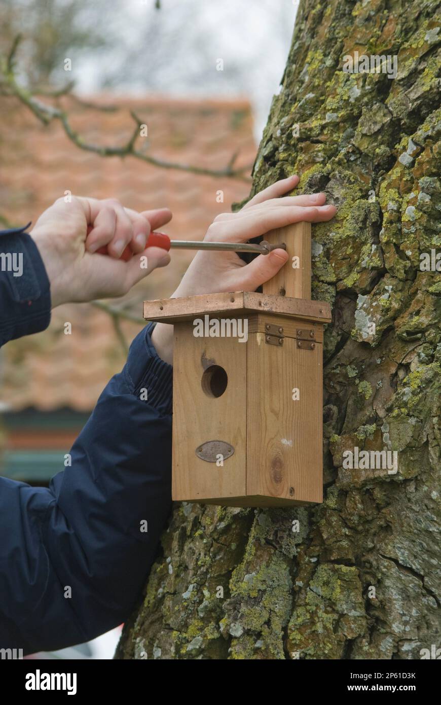 screwing wooden bird nesting box to old tree in garden Stock Photo - Alamy