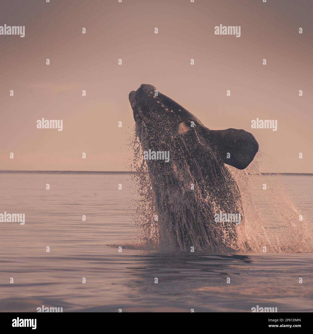 Southern Right whale (Eubalaena Australis) , Peninsula Valdes, Unesco ...