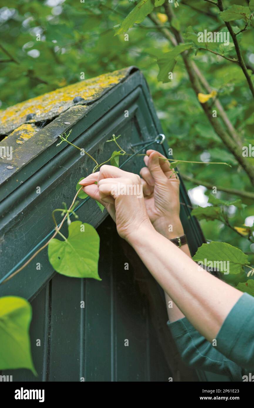 Training climbing vine using wire Stock Photo - Alamy
