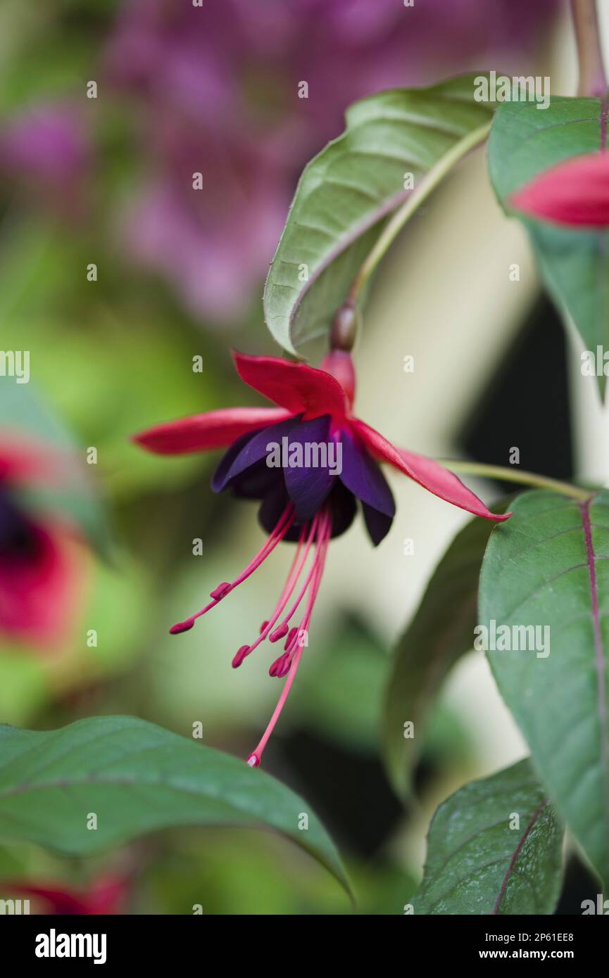 Boothby hi-res stock photography and images - Alamy