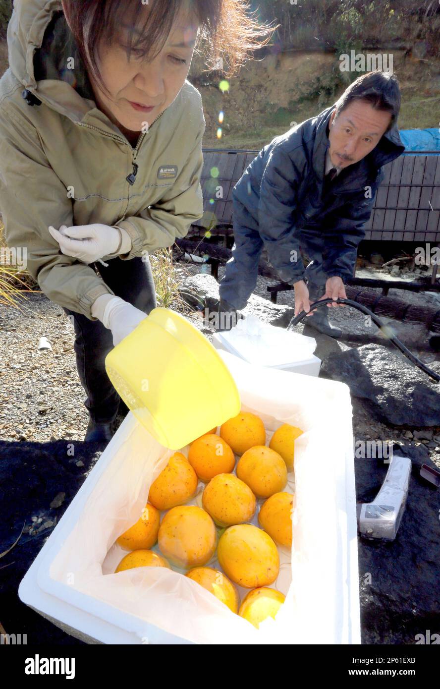 Workers from food-processing firm soak persimmons in water from the ...