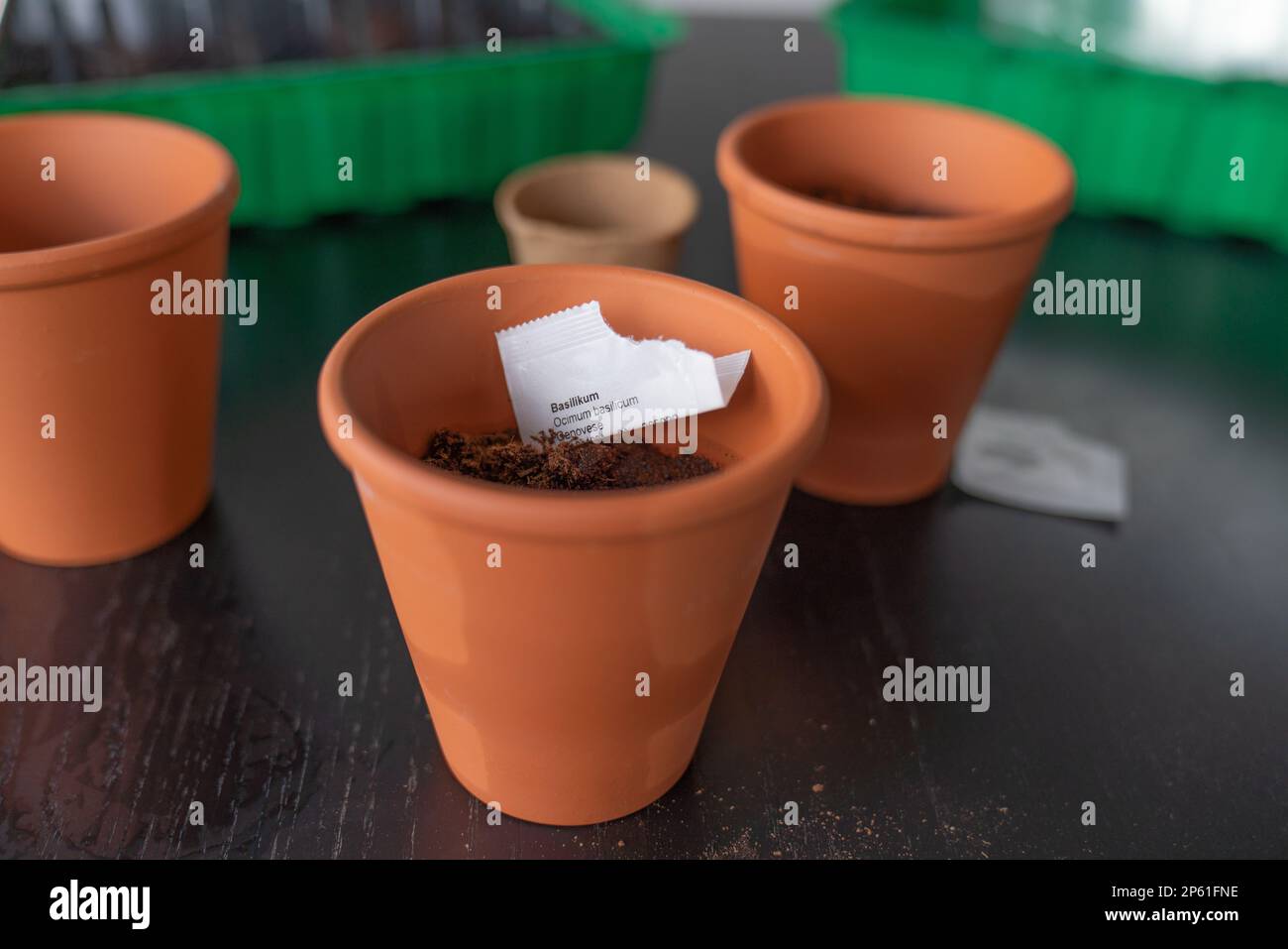 Planting seeds of basil in a terracotta pot Stock Photo - Alamy