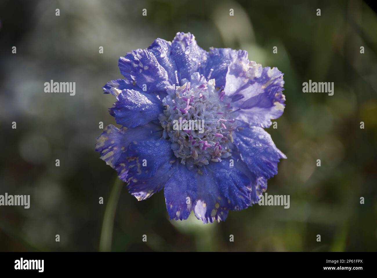 blue purple papery flower (Scabious) country cottage garden Stock Photo ...