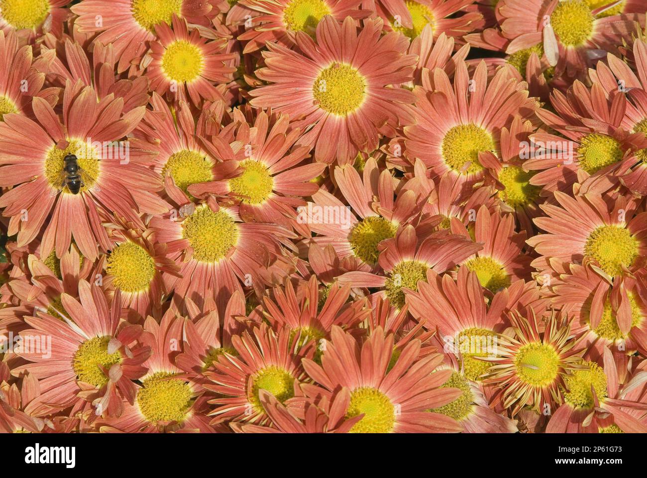 orange and yellow daisies pattern overhead Stock Photo - Alamy