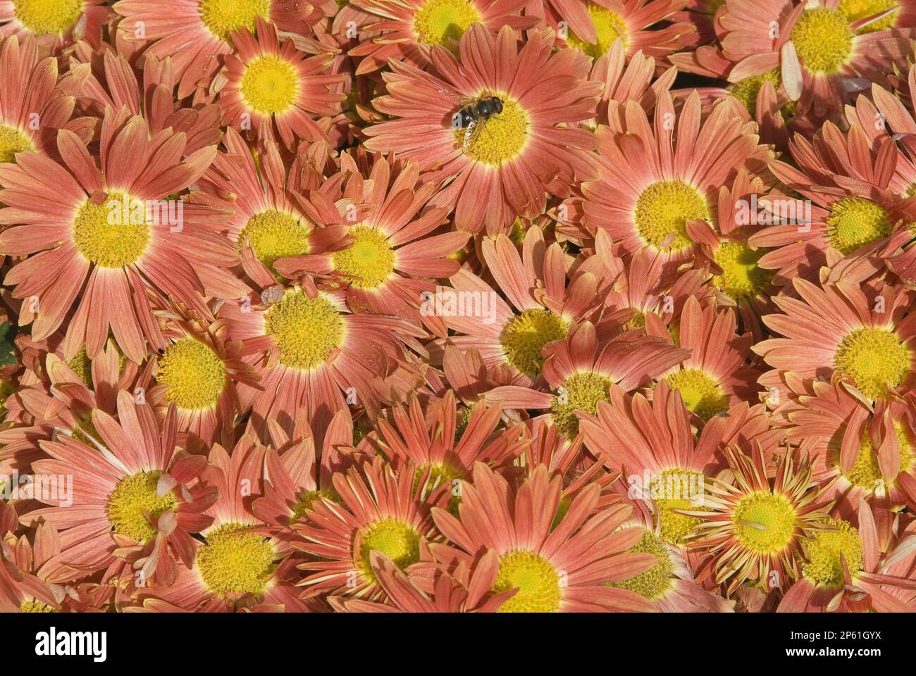 orange and yellow daisies pattern overhead with insect Stock Photo - Alamy