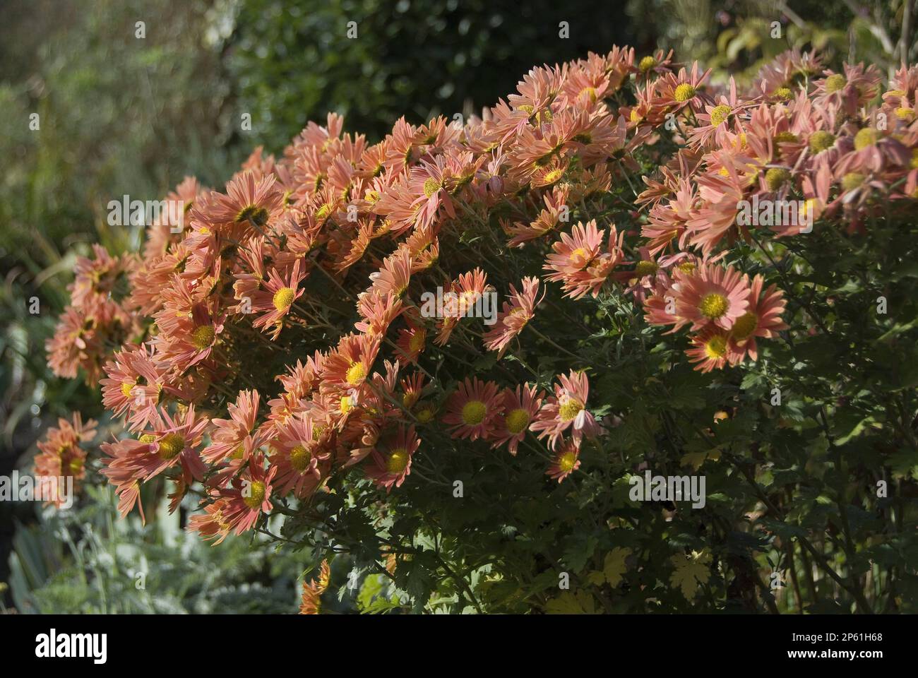 pinky orange and yellow daisies shrub bush in country border garden ...