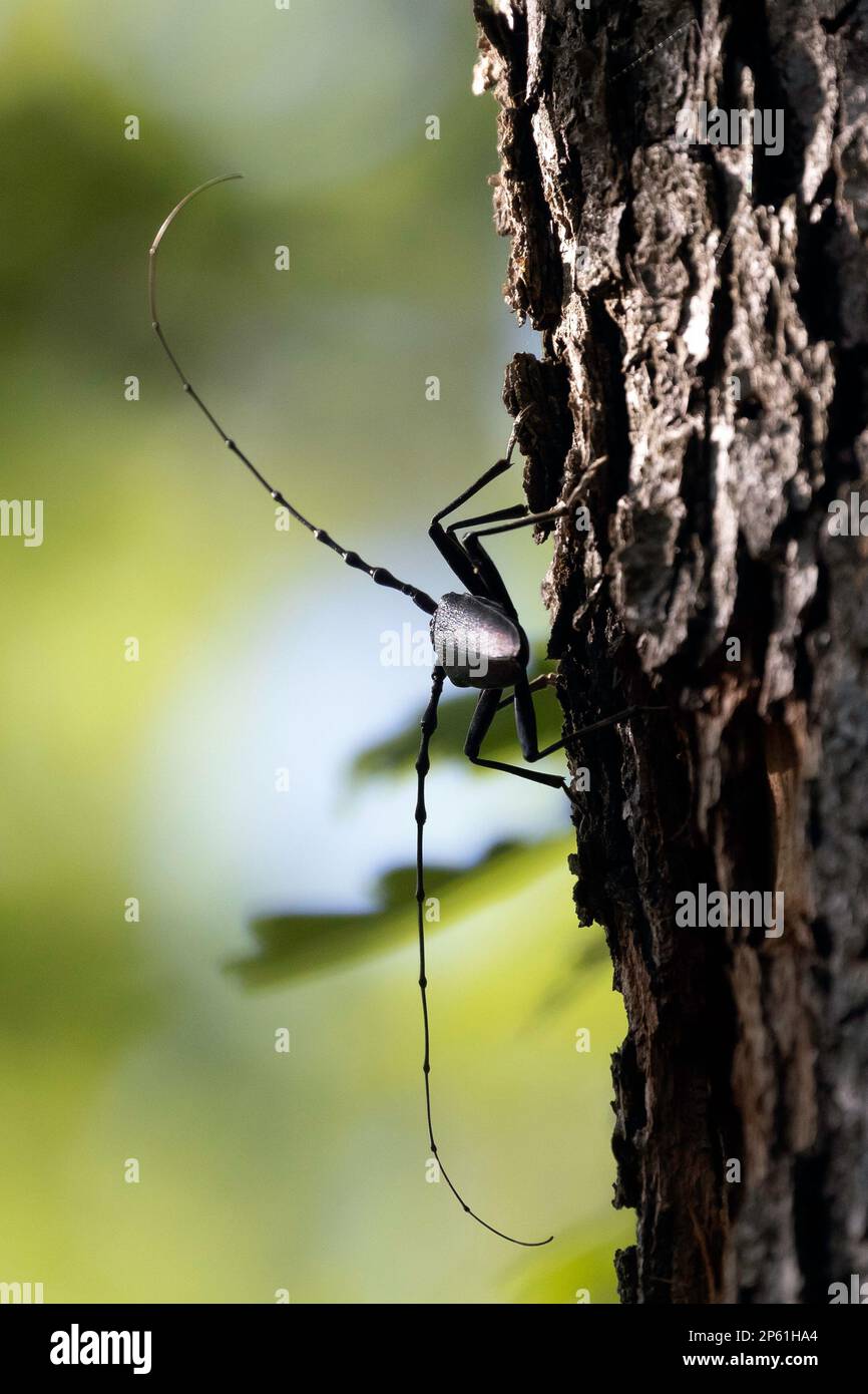 Longicorn beetle on oak tree leaf Stock Photo - Alamy