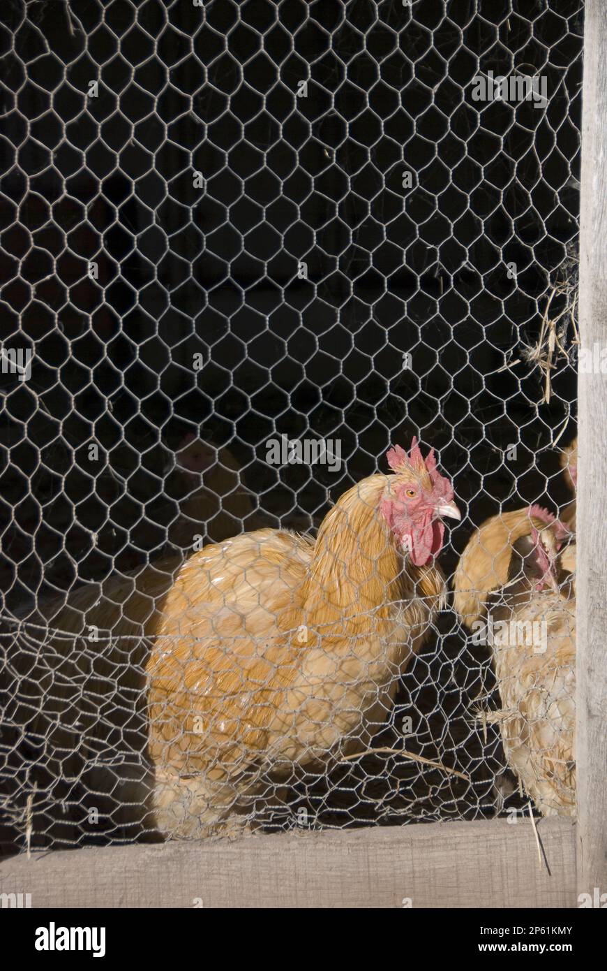 two orange hens in chicken coop through wire mesh Stock Photo - Alamy