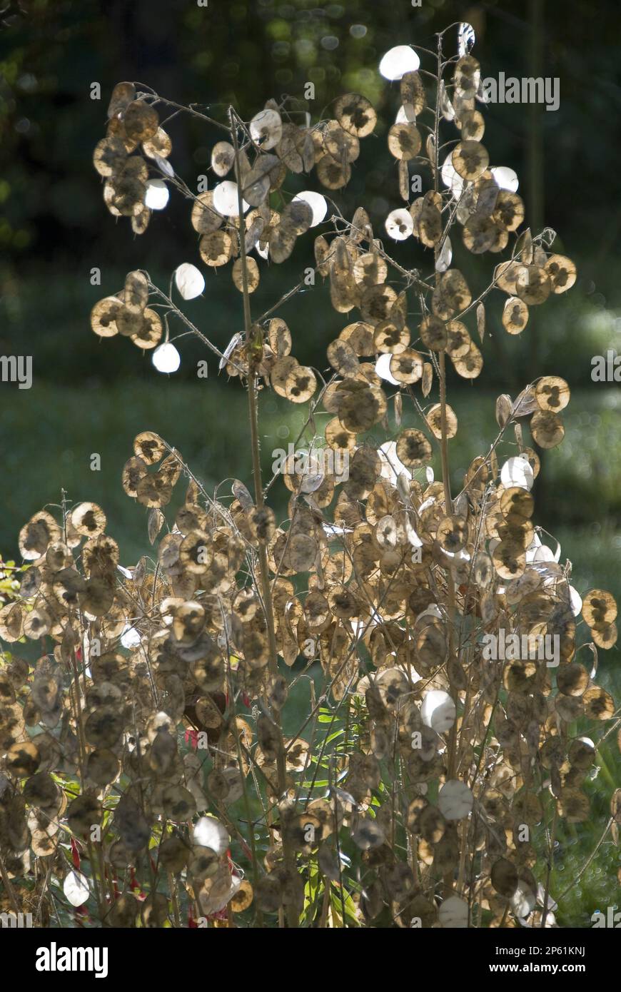 seedheads of honesty dried golden in country garden Stock Photo - Alamy