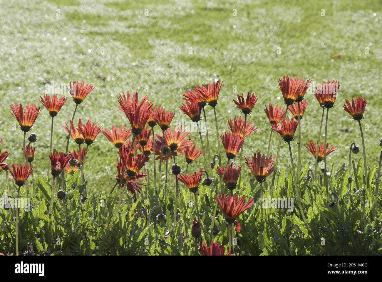 row red flowers petals raised to sun in garden border with lawn behind ...