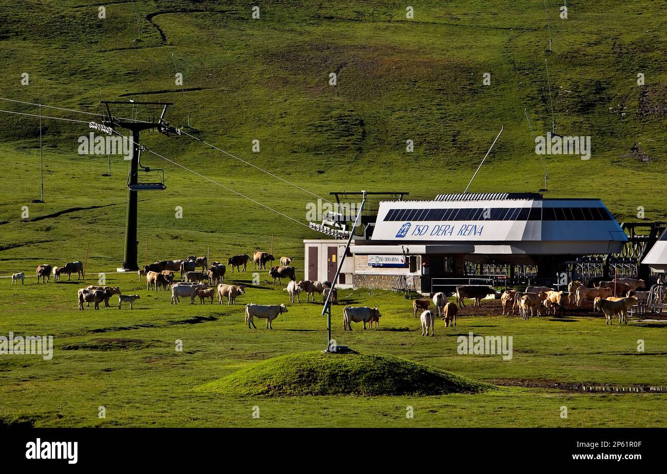 Ski resort Baqueira-Beret.Cows in Plan de Beret,Aran Valley,Pyrenees ...