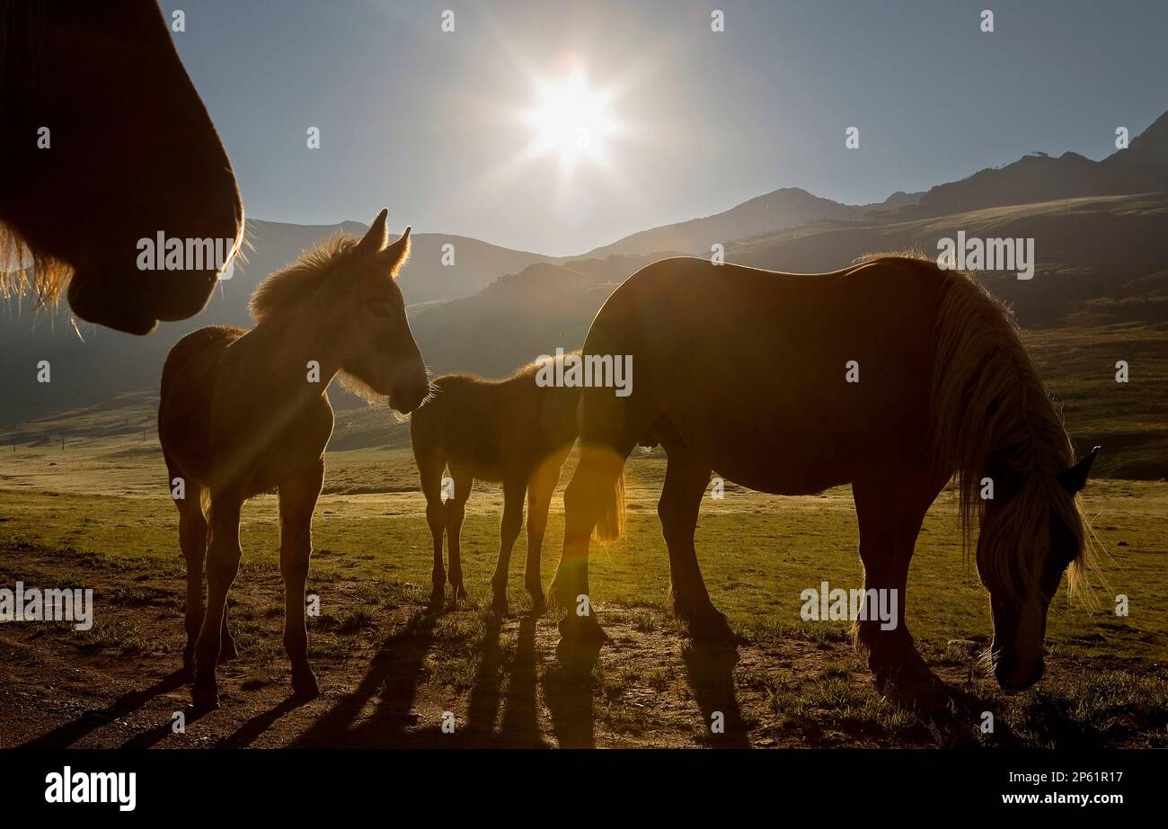 Horses in Plan de Beret,Aran Valley,Pyrenees, Lleida province ...