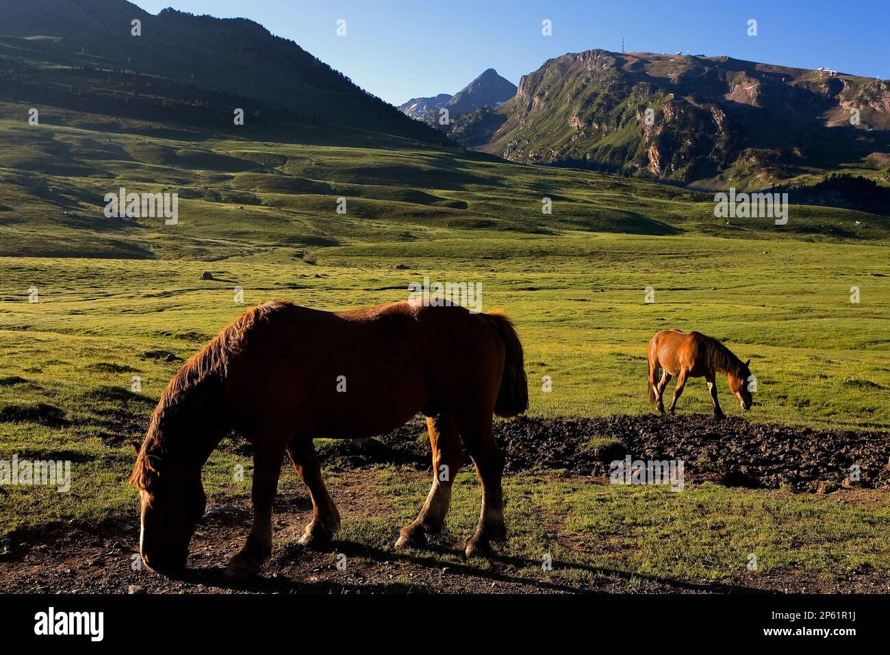 Horses in Plan de Beret,Aran Valley,Pyrenees, Lleida province ...
