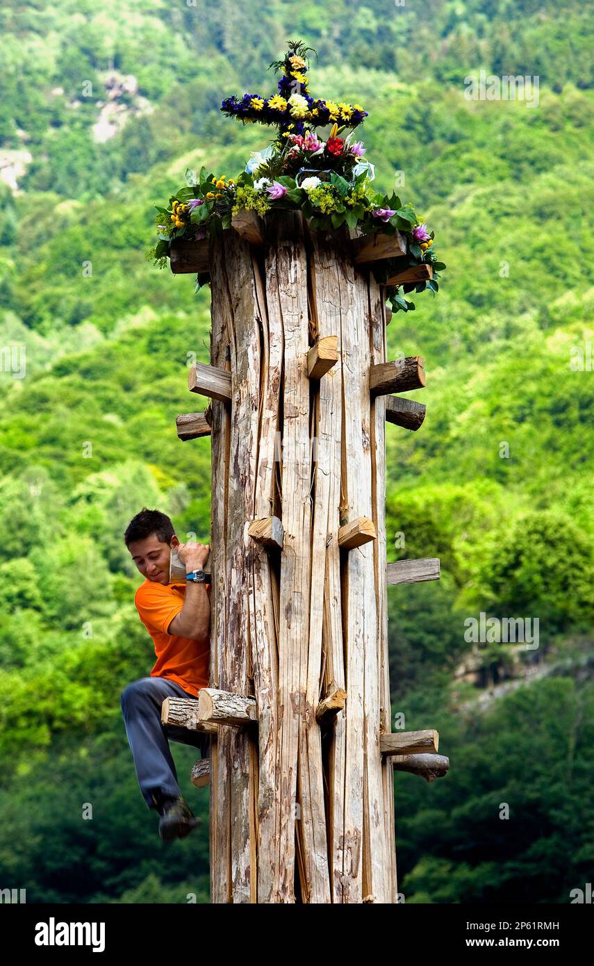 Les. Haro´s party ( Trunk of fir of approximately 11 meters of length ...