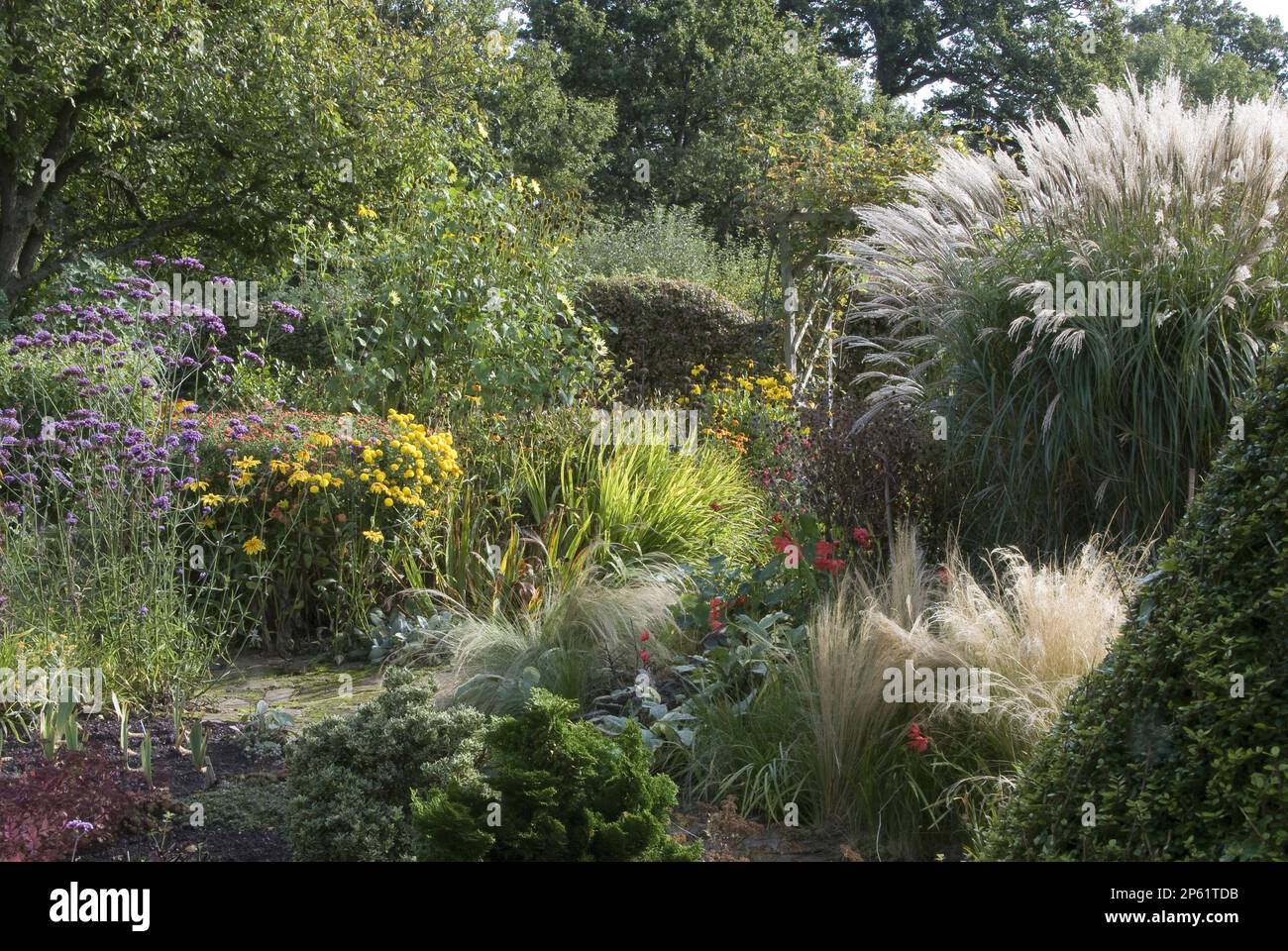 gorgeous country garden border with white floating grasses and flowers ...