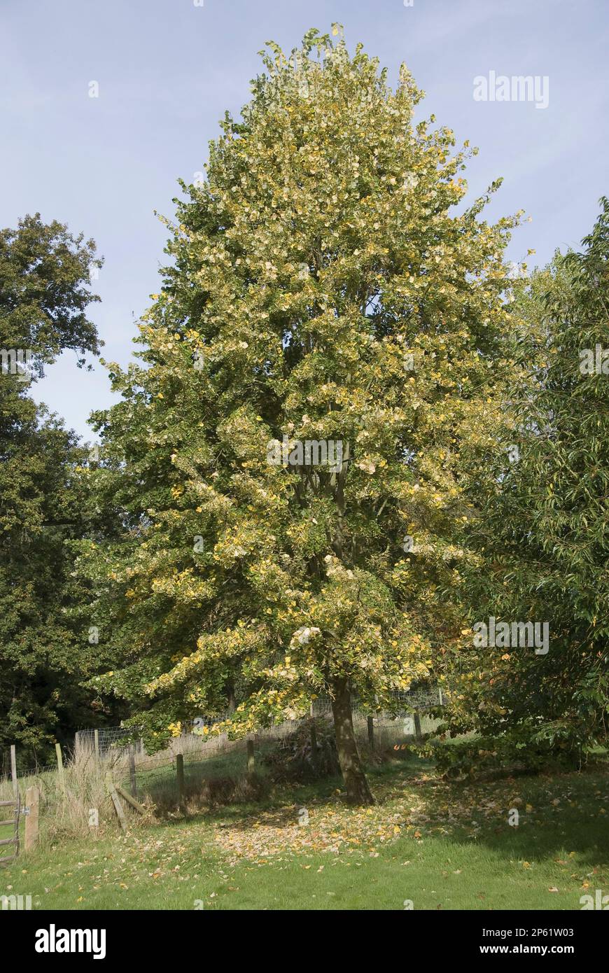 single yellow leaved tree in autumn in country garden Stock Photo - Alamy