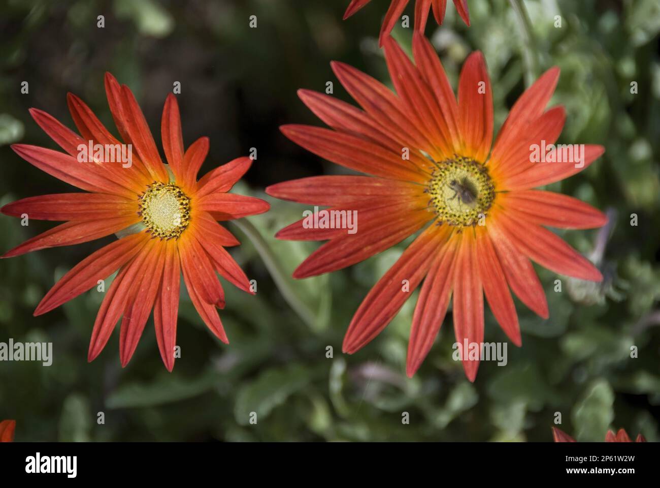 two bright orange spiky petalled marguerite daisy flowers with insect ...