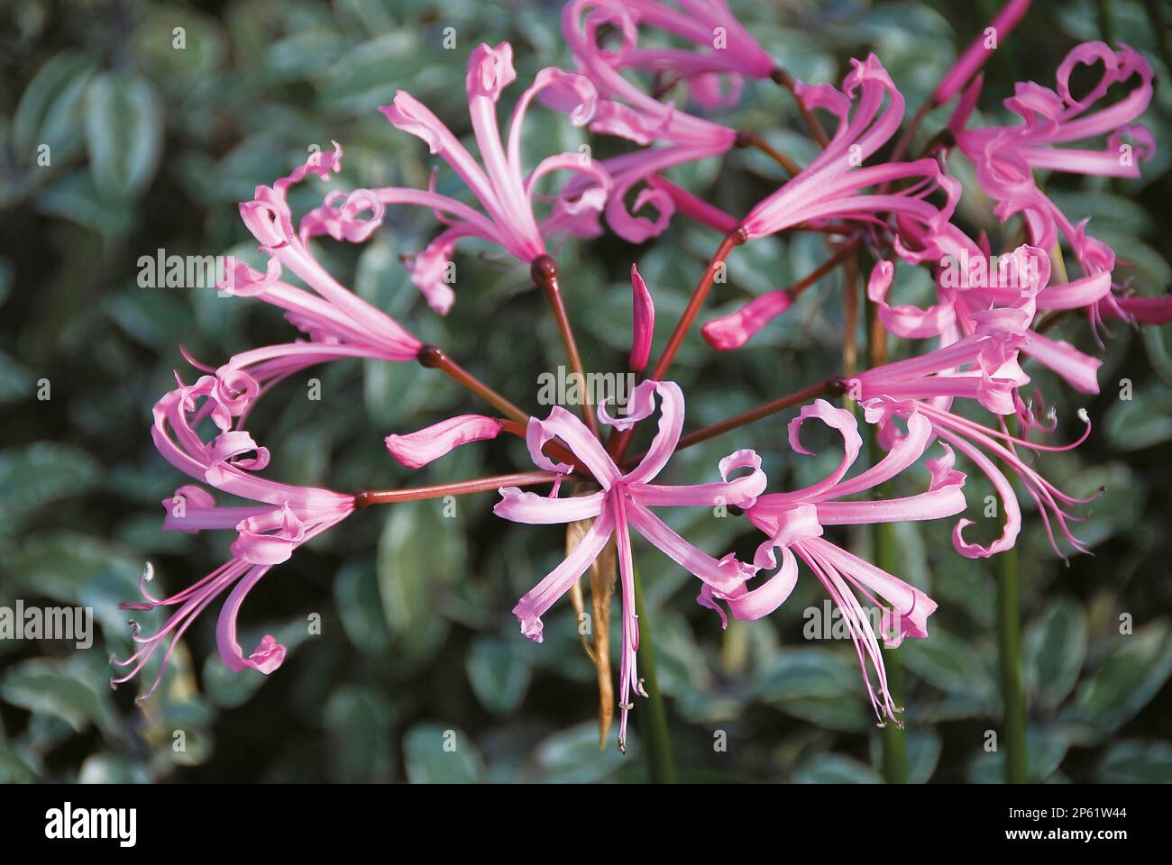 nerine portrait, bright pink flower Stock Photo - Alamy