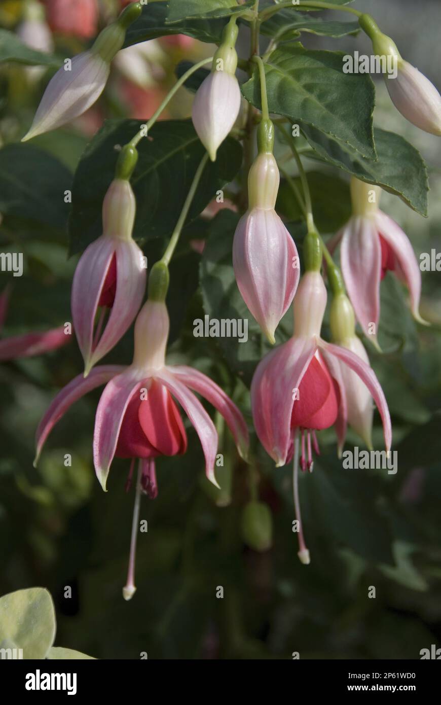 Drooping with flowers hi-res stock photography and images - Alamy