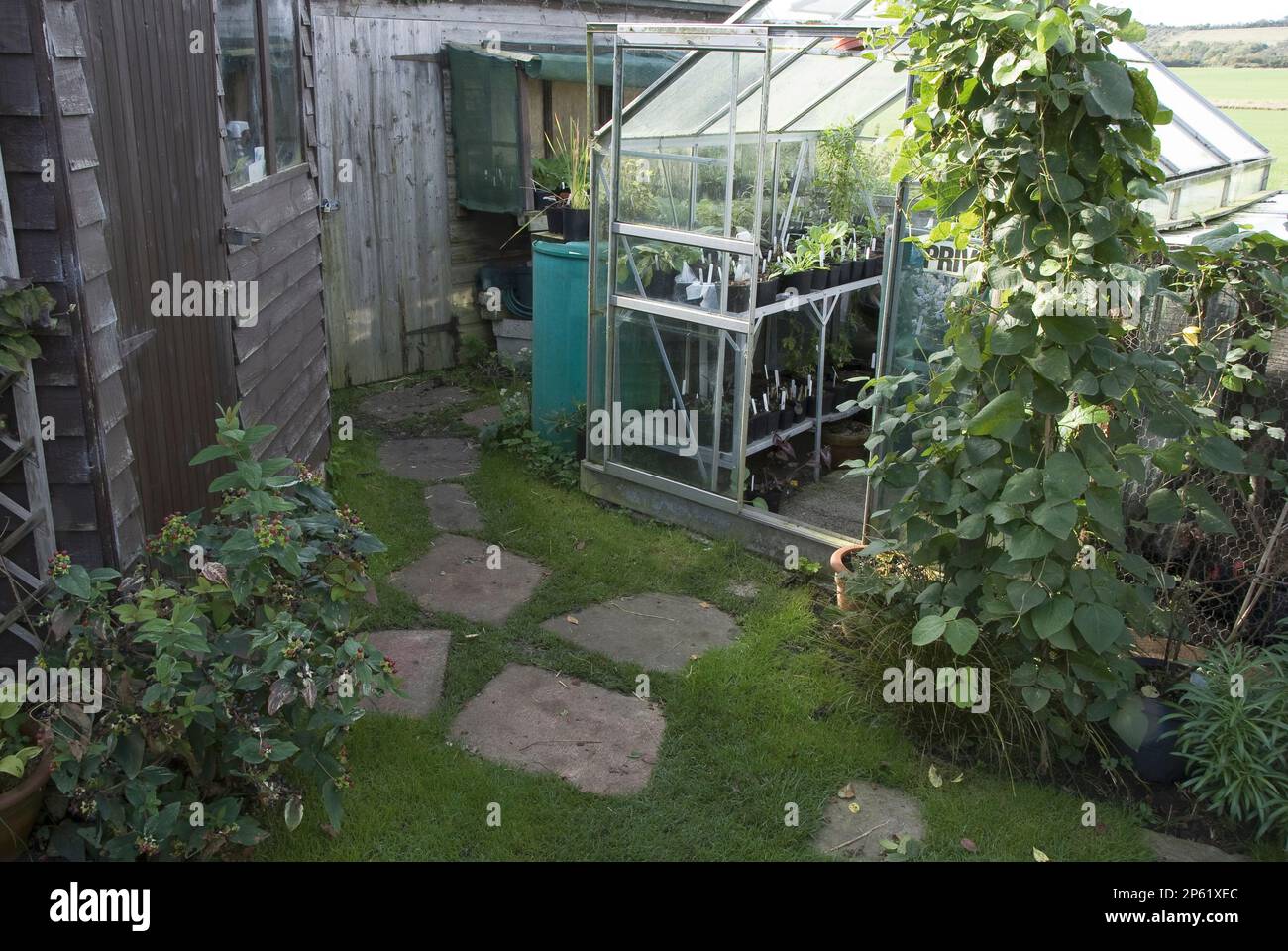 greenhouse in small ktichen garden paving stones in lawn Stock Photo ...