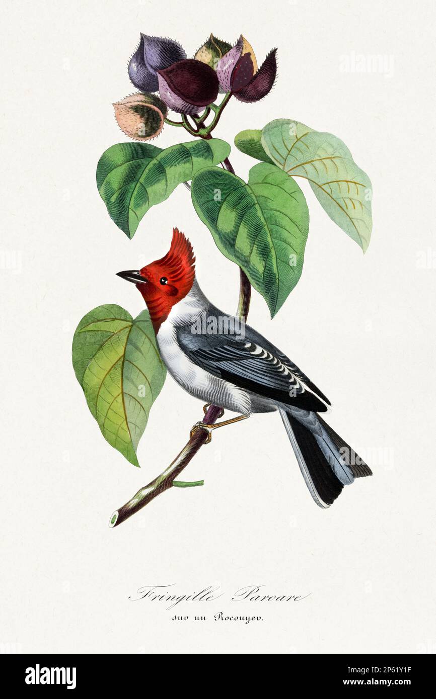 Botanical illustrations 1800s hi-res stock photography and images - Alamy