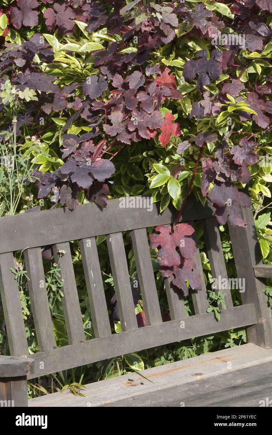 weathered brown wooden garden bench with autumn shrubs Stock Photo - Alamy