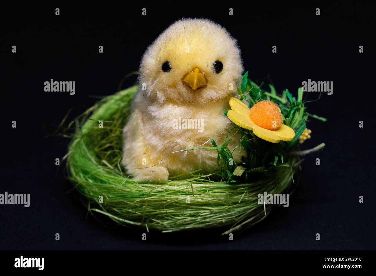 Small black chicks in a nest hi-res stock photography and images - Alamy