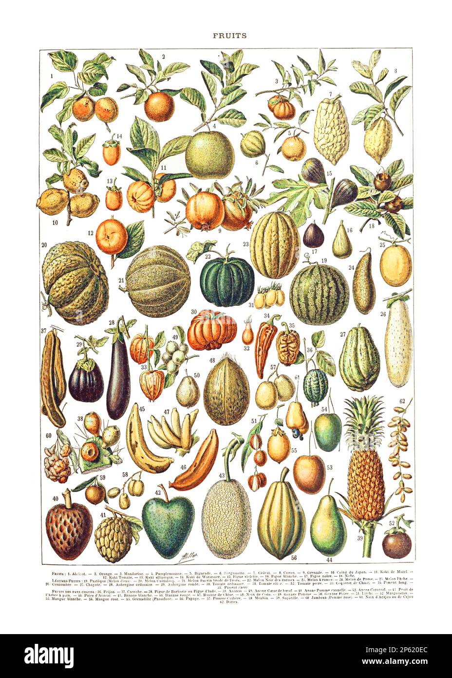 Vintage Illustration of Fruits, French Poster by Adolphe Millot 1900's ...