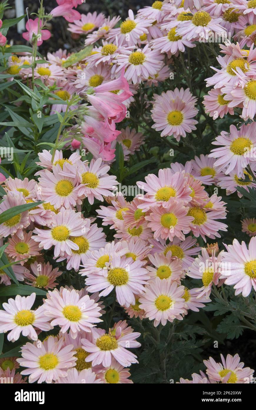 pale pink and yellow marguerite flowers in profusion garden border ...