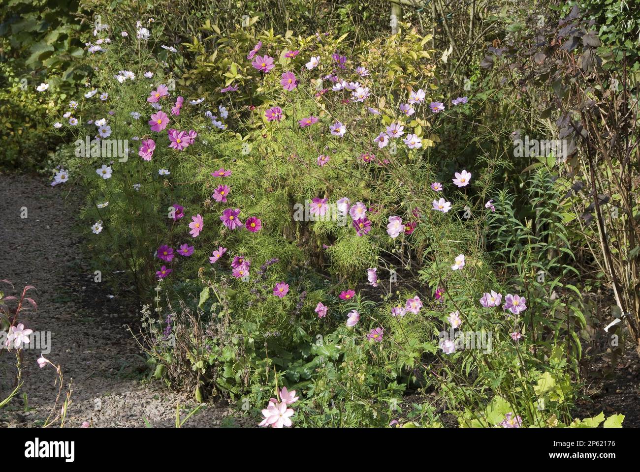 cosmos pink flowers in garden border country Stock Photo - Alamy