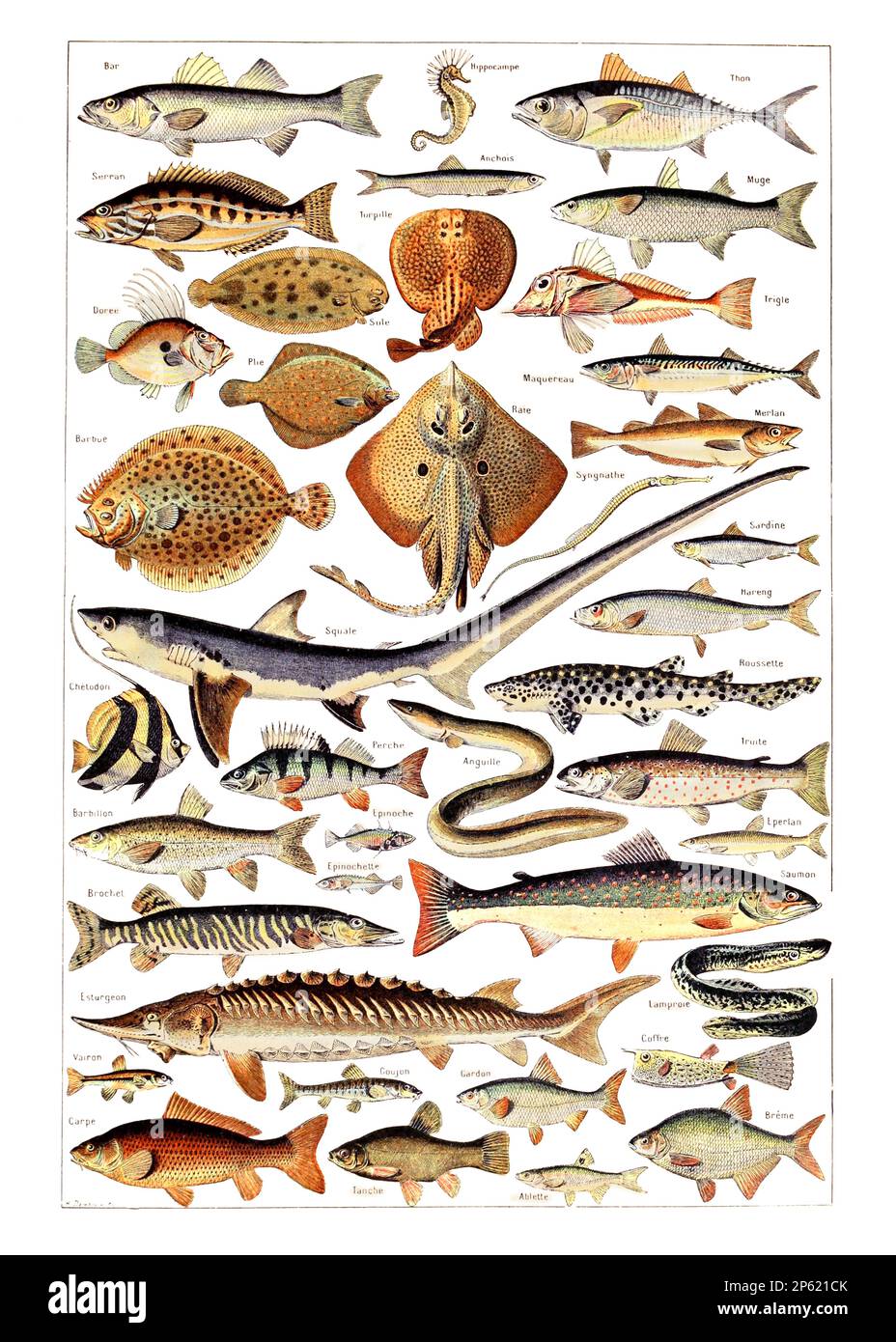 Vintage Illustration of Fish Specimens, French Poster by Adolphe Millot ...